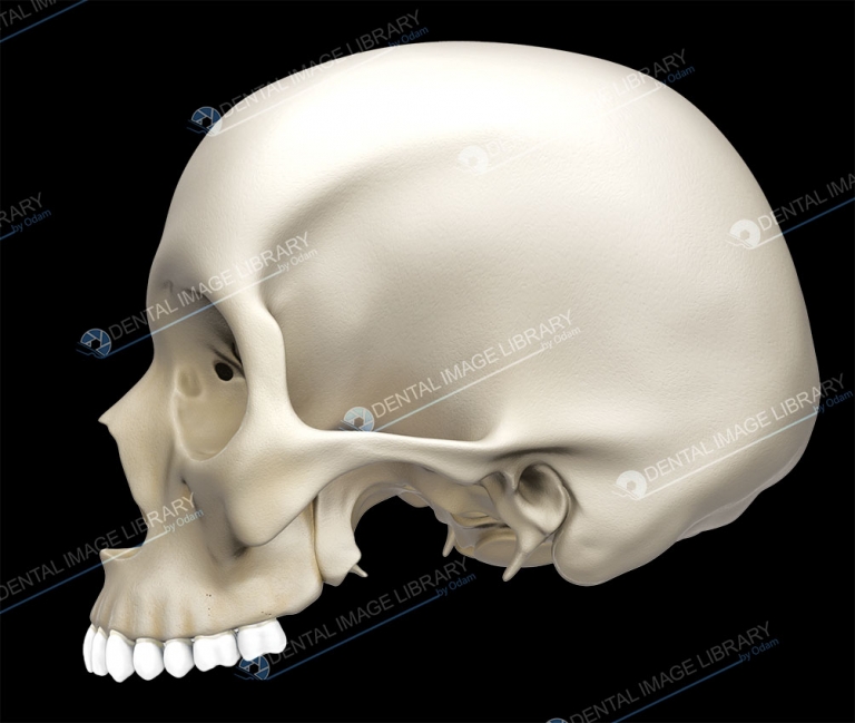 Lateral skull, upper jaw. 13JB00006 | Dental Image Library