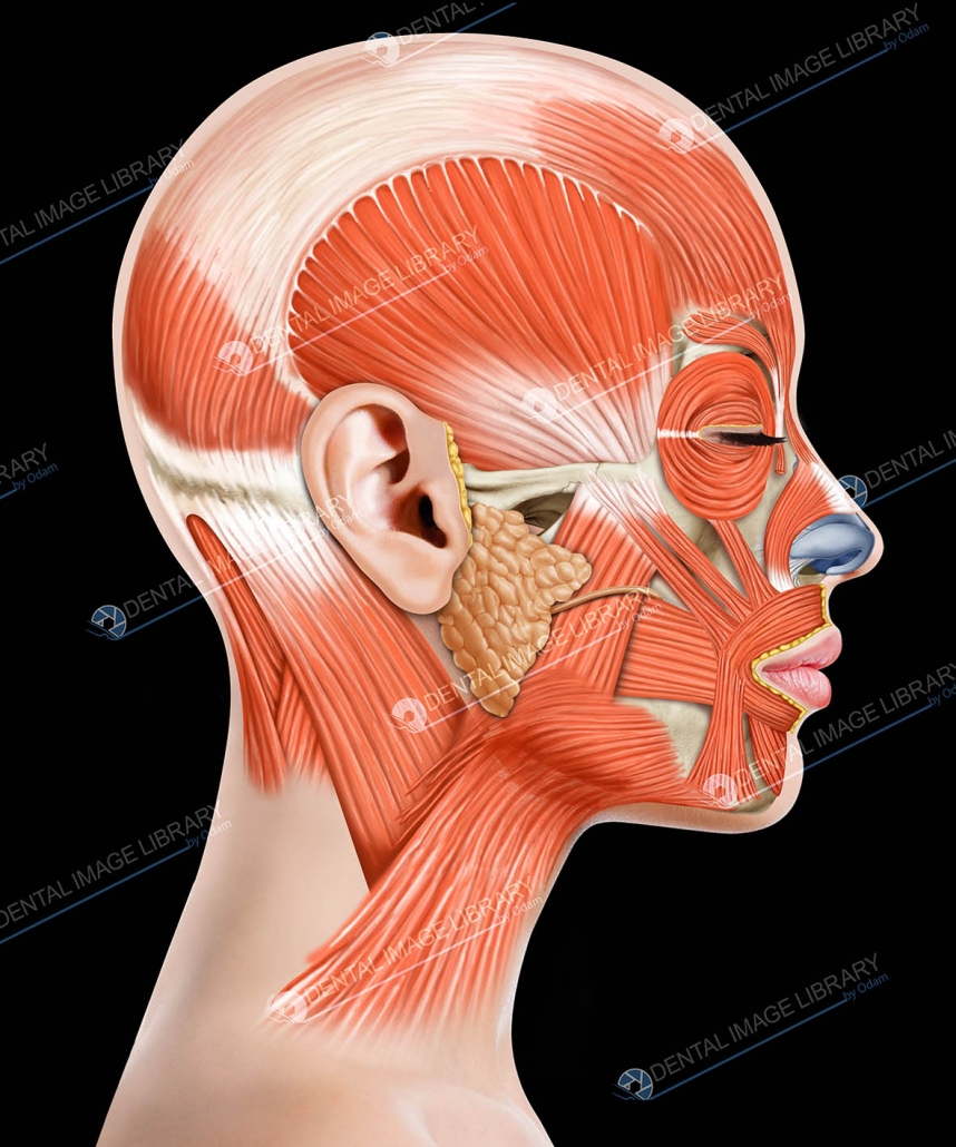Facial Muscles. 13JB00019 | Dental Image Library