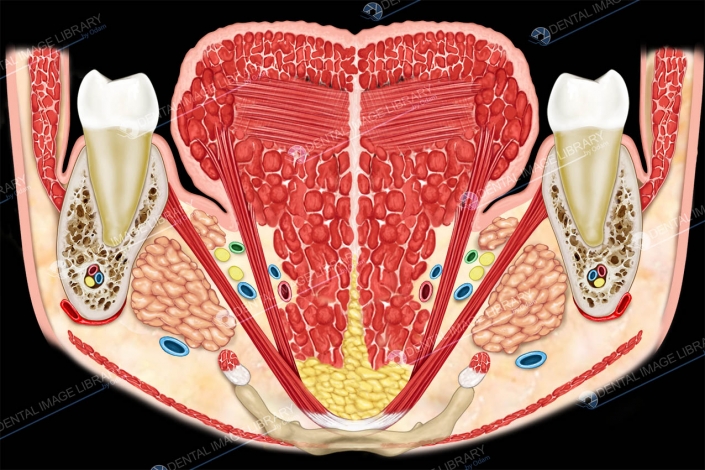 Coronal section of tongue, showing intrinsic muscles. 12JB00039 ...