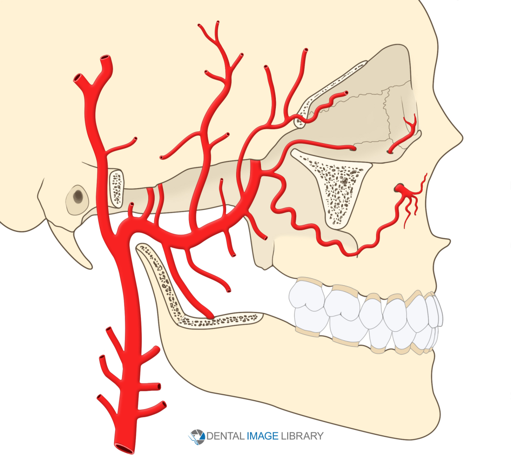Free Maxillary Artery Illustration – Anatomical Pathway & Branches ...